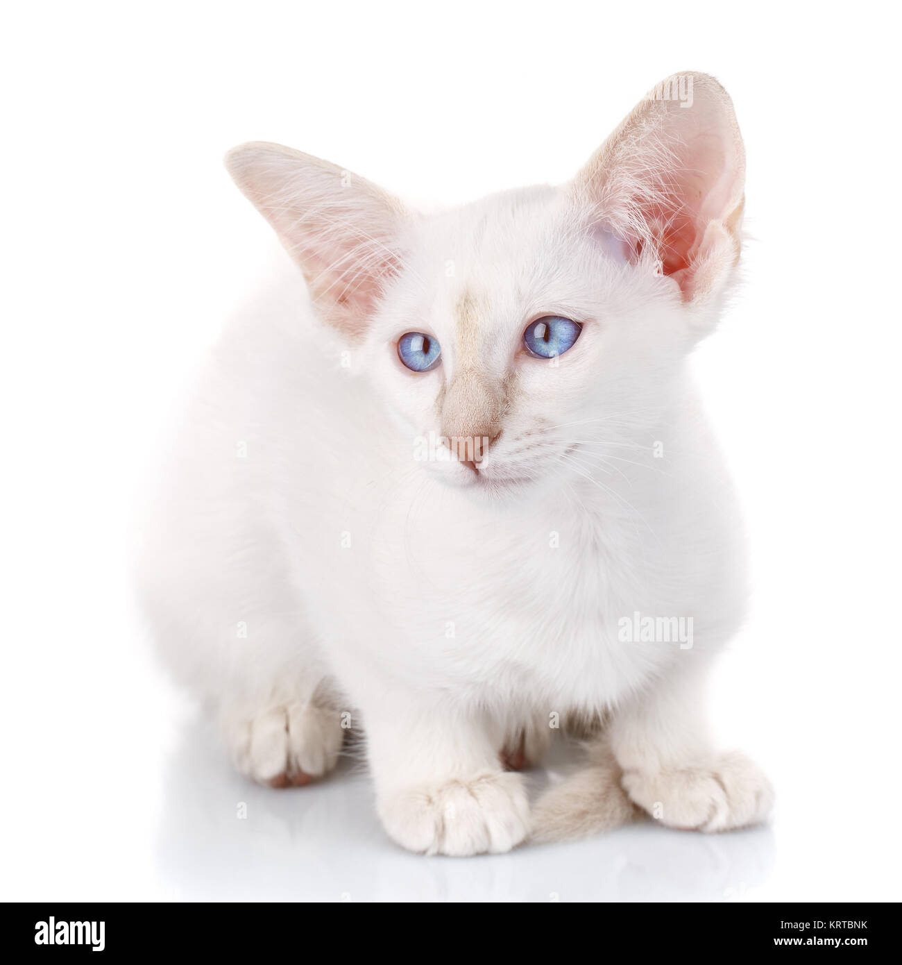 Blue point siamese cat -Fotos und -Bildmaterial in hoher Auflösung – Alamy