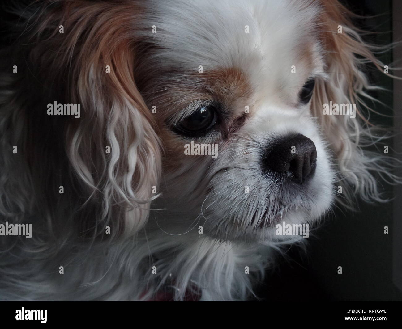 Cavalier king charles spaniel dog -Fotos und -Bildmaterial in hoher ...