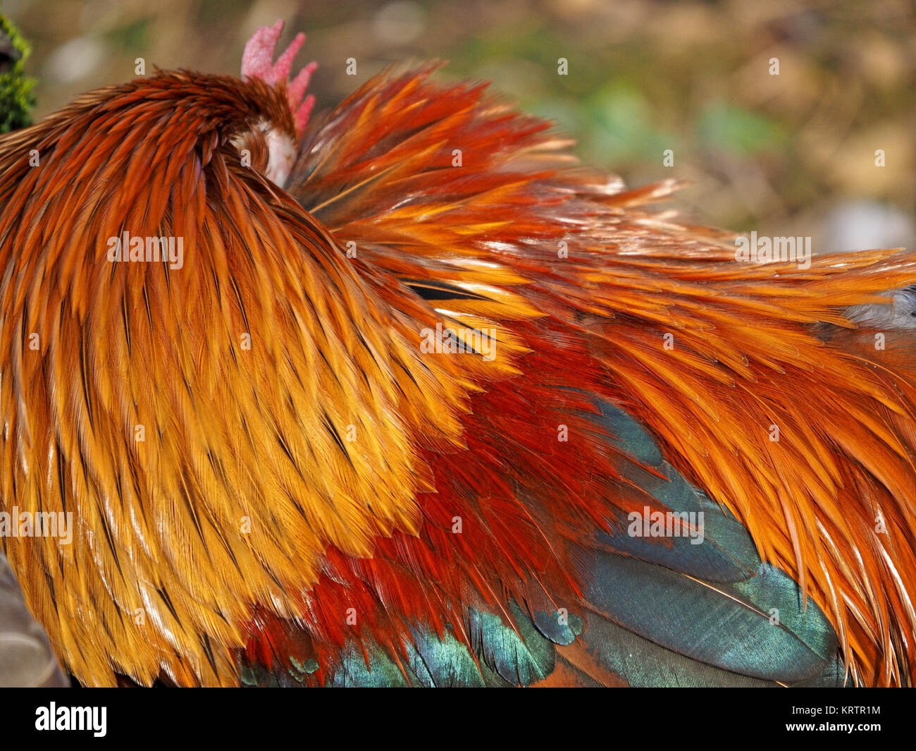 Einzelkamm braunes leghorn -Fotos und -Bildmaterial in hoher Auflösung ...