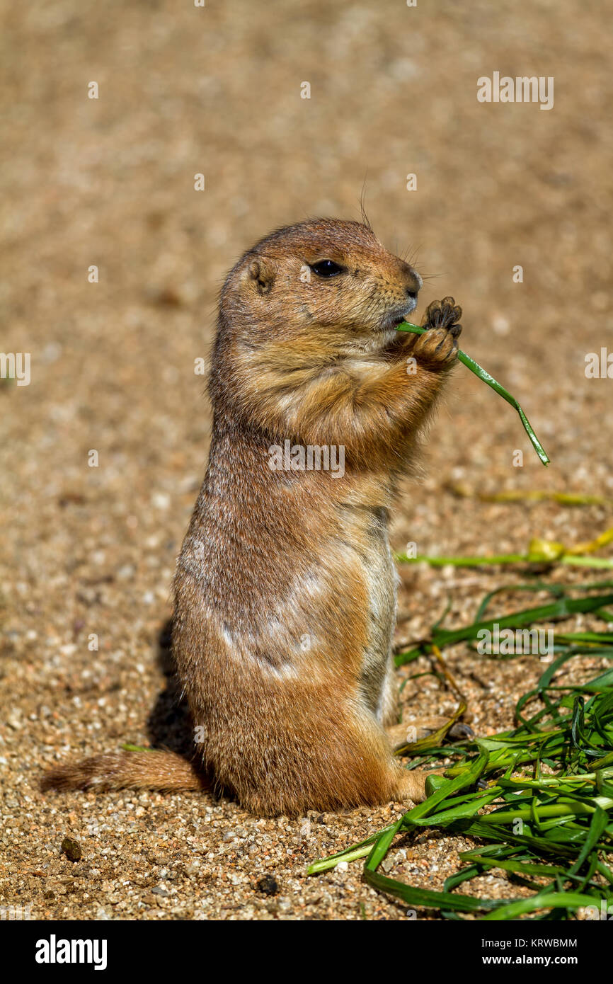 Freundliches murmeltier -Fotos und -Bildmaterial in hoher Auflösung – Alamy