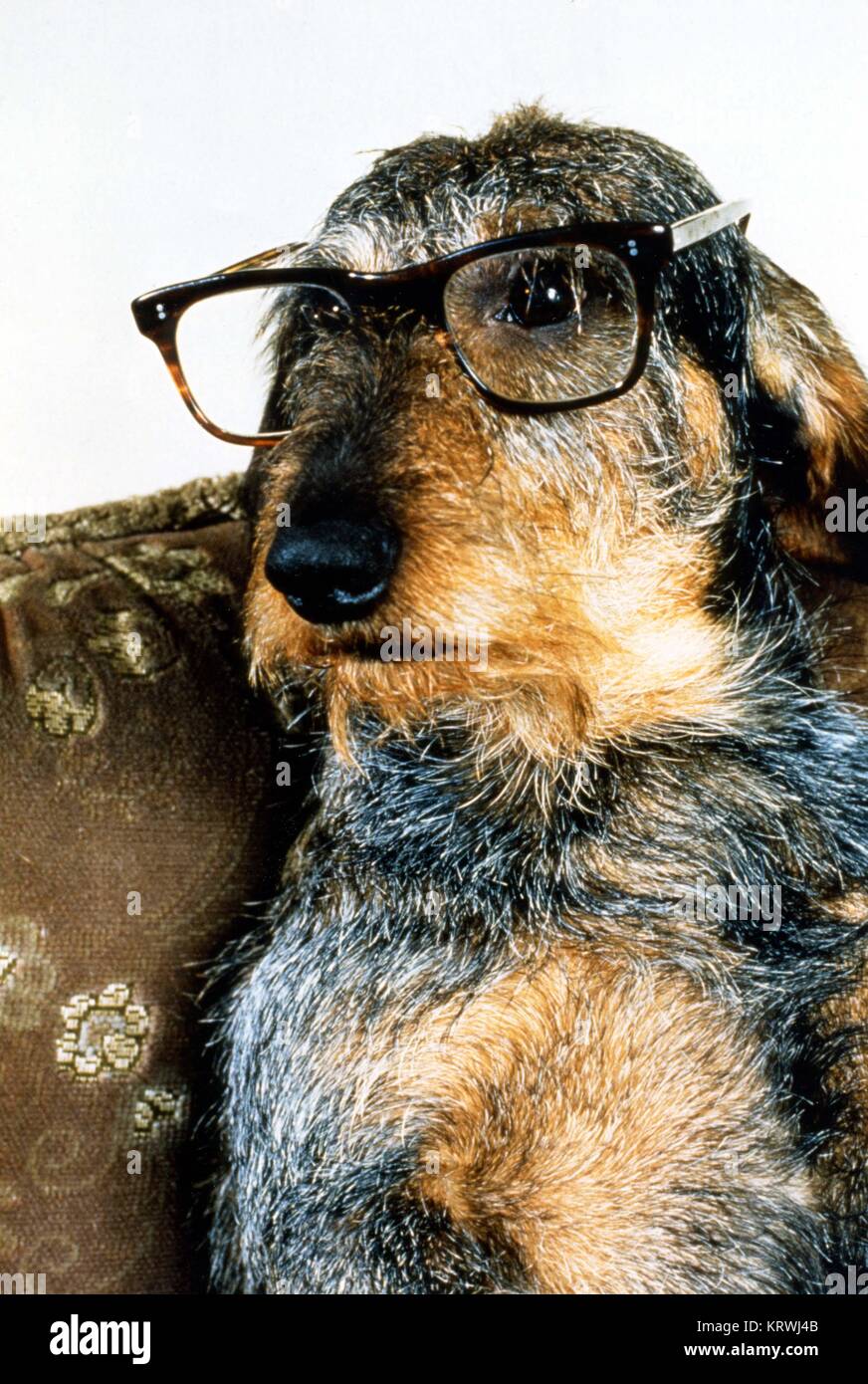 Dackel mit brille -Fotos und -Bildmaterial in hoher Auflösung – Alamy