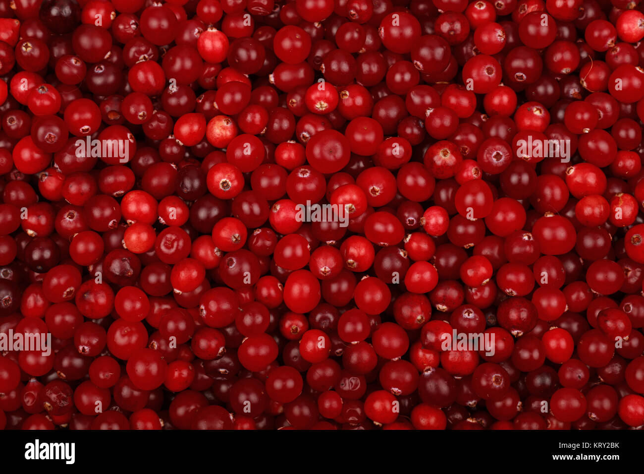 Frische rote reife Preiselbeeren Hintergrund der Ansicht von oben ...