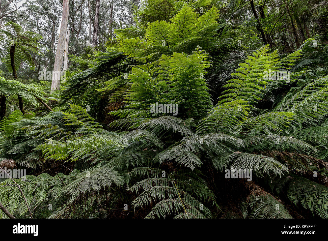 Immergrüner Busch Stockfotos und -bilder Kaufen - Alamy