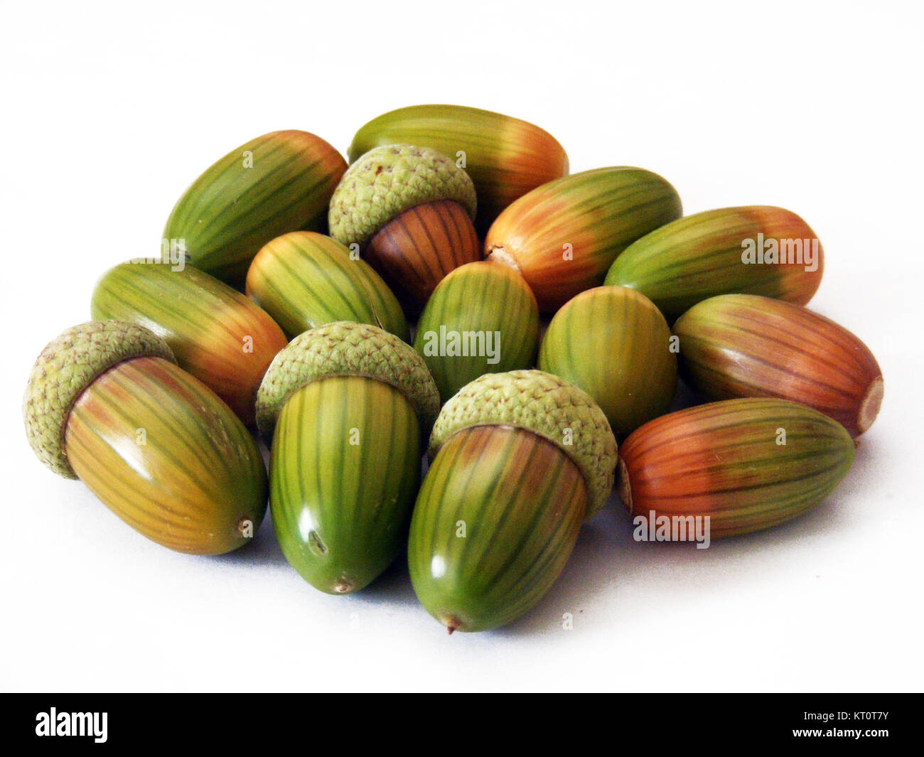 Eichel vektor -Fotos und -Bildmaterial in hoher Auflösung – Alamy