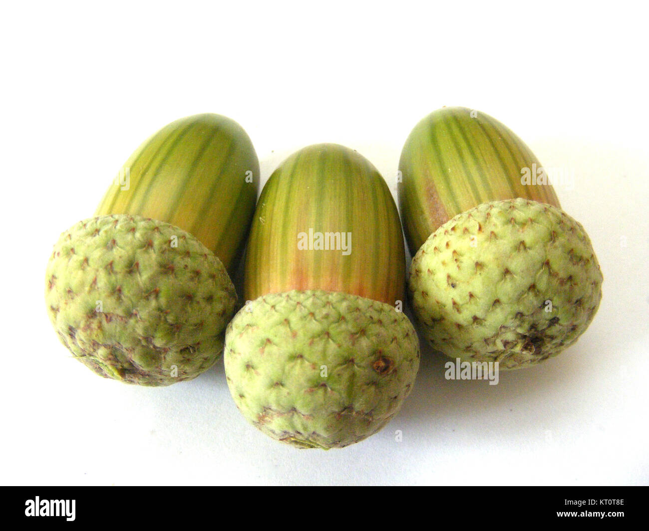 Eichel vektor -Fotos und -Bildmaterial in hoher Auflösung – Alamy