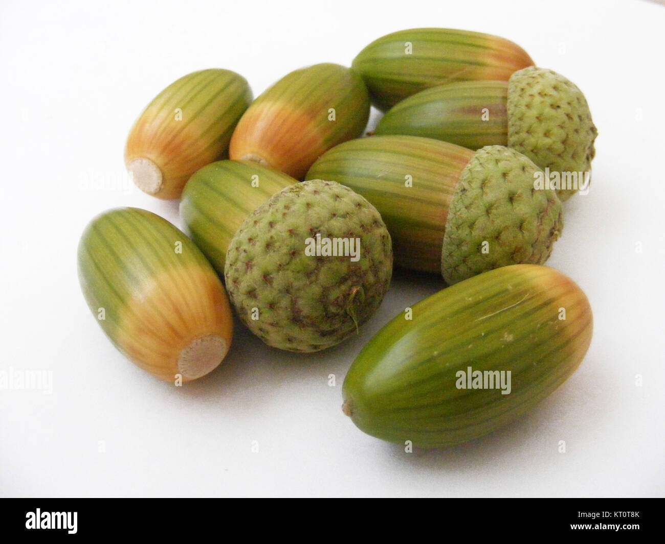 Eichel vektor -Fotos und -Bildmaterial in hoher Auflösung – Alamy