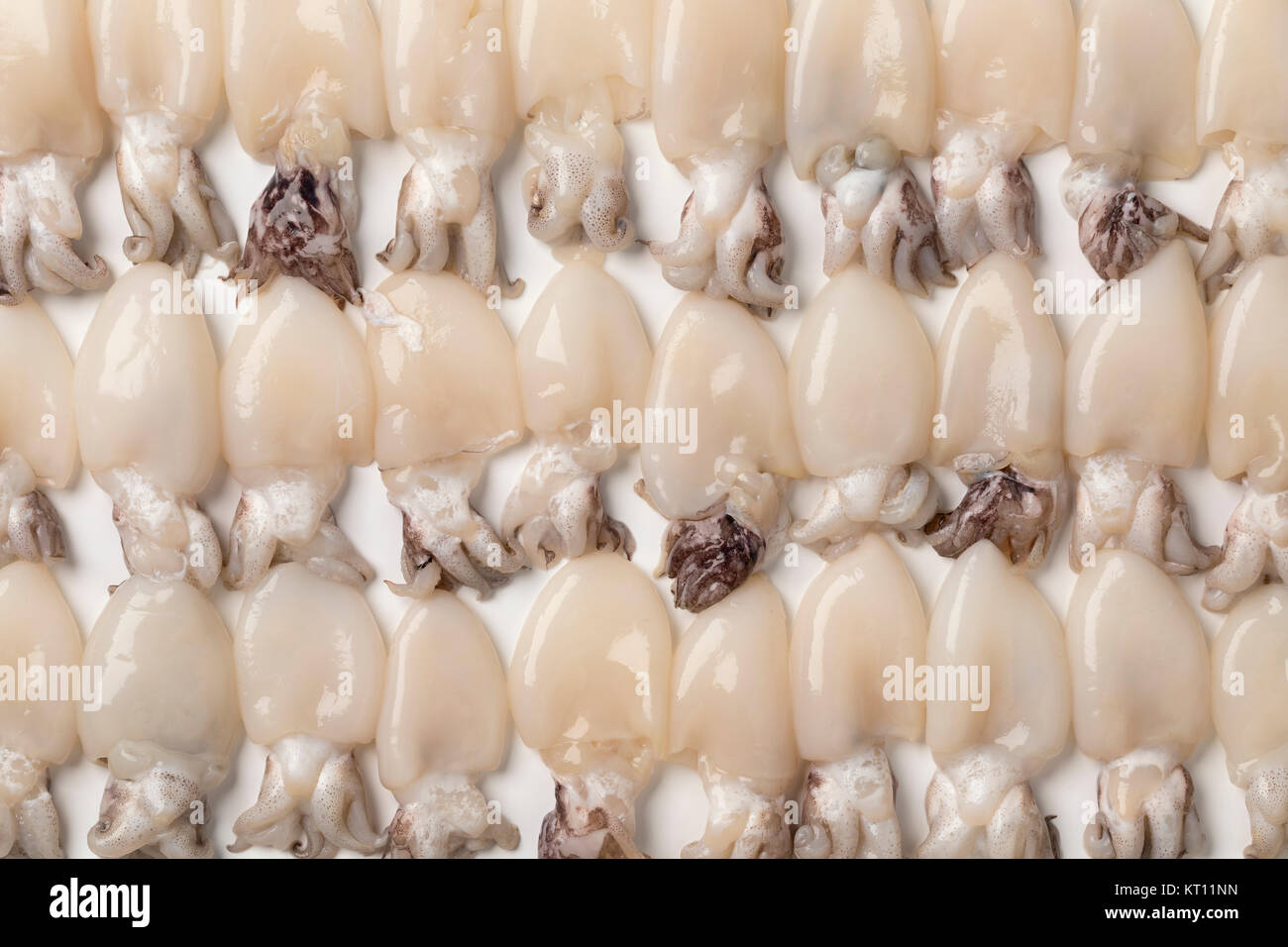 Tintenfisch baby -Fotos und -Bildmaterial in hoher Auflösung – Alamy