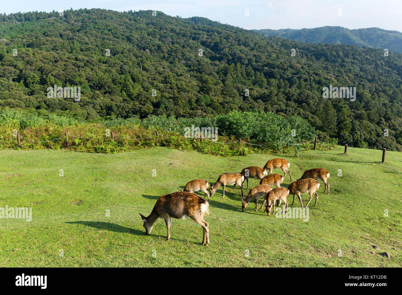 Hüpfende Rehe Stockfotos und -bilder Kaufen - Alamy