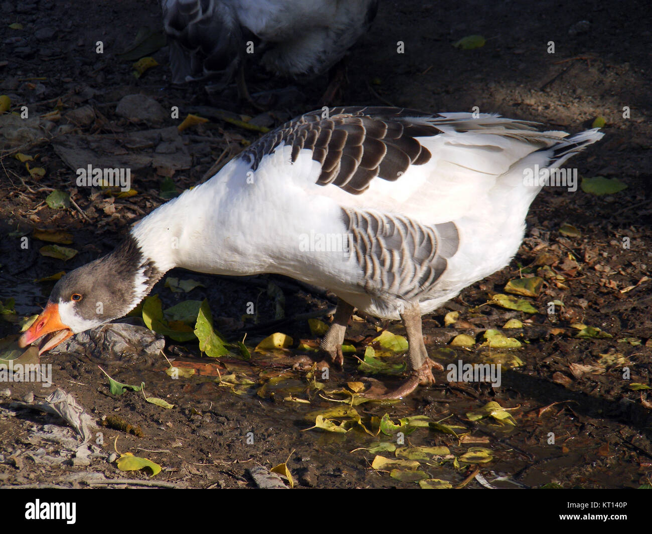 Gray Goose Farm Bird Isolated Stockfotos & Gray Goose Farm Bird ...