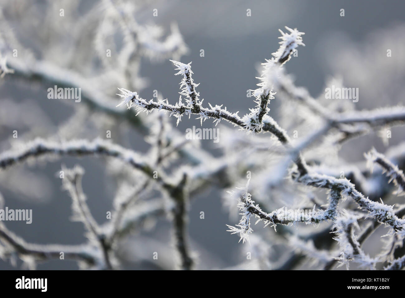 Winterlich eisig -Fotos und -Bildmaterial in hoher Auflösung – Alamy