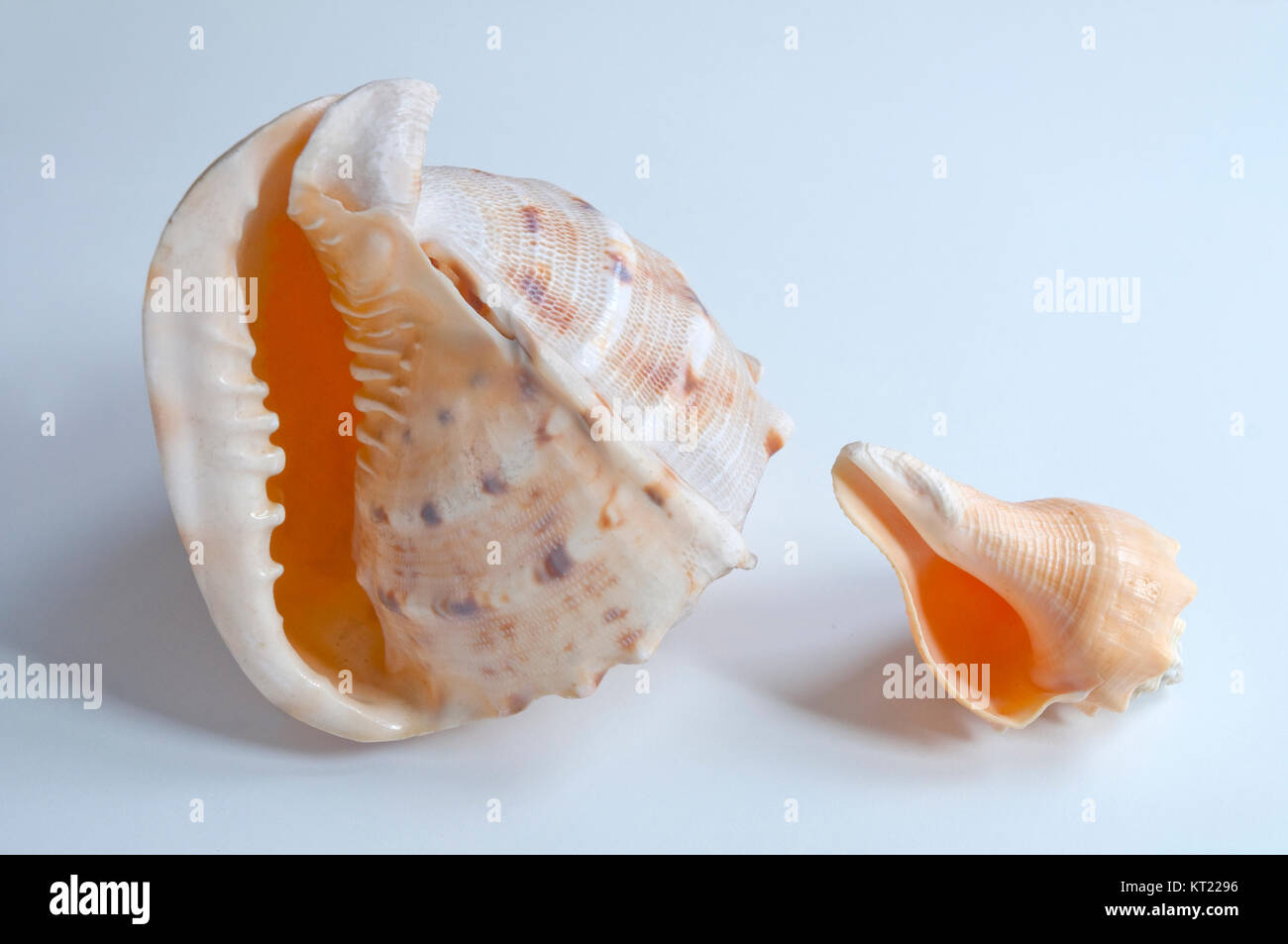 Riesige muscheln -Fotos und -Bildmaterial in hoher Auflösung – Alamy