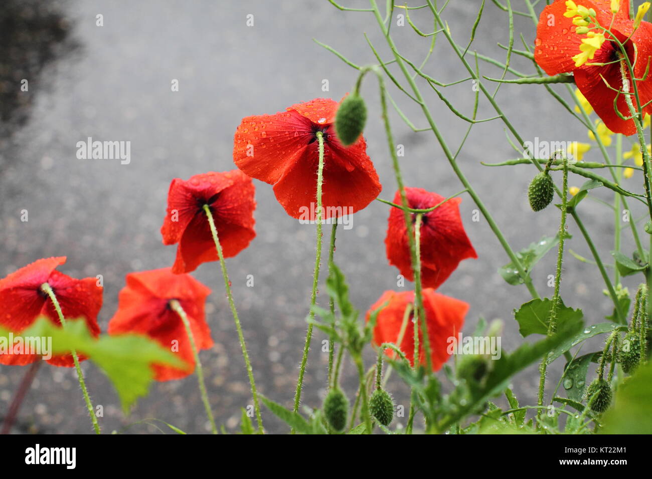Fragile Scarlett roter Mohn Blumen unter Regen mit Wassertropfen ...