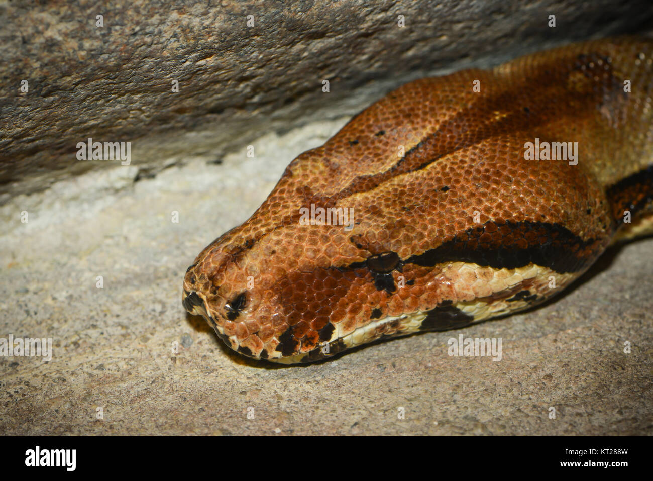 Kriechen wie -Fotos und -Bildmaterial in hoher Auflösung – Alamy