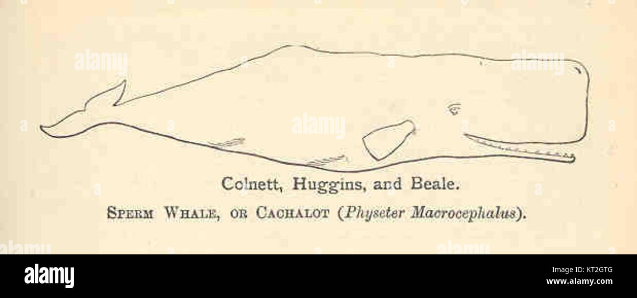 Der Pottwal, auch bekannt als Cachalot (Physeter macrocephalus), ist ...