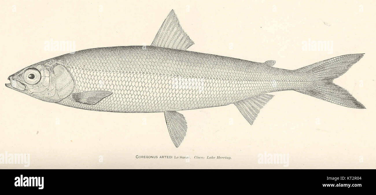 Coregonus artedi, auch bekannt als Cisco oder Lake Herring, ist eine ...