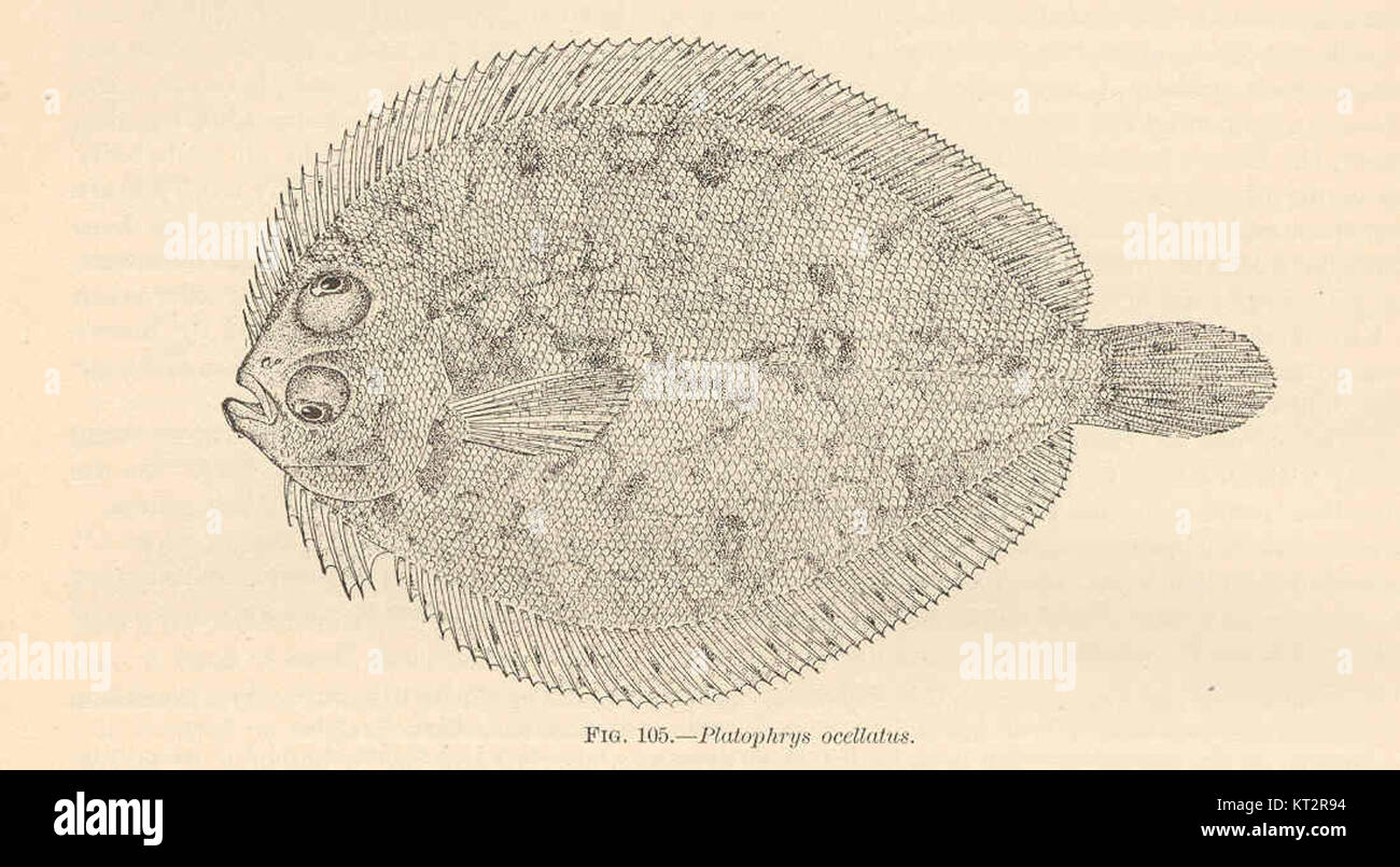 Platophrys ocellatus, auch bekannt als Ozelated Plattfisch, ist eine ...