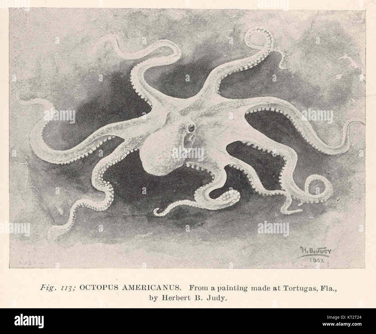 Das Gemälde mit dem Titel „38590 Octopus americanus“ von Herbert B ...
