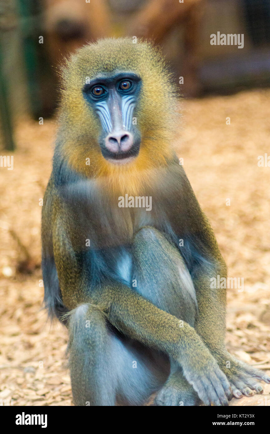 Mandrill monkey -Fotos und -Bildmaterial in hoher Auflösung – Alamy