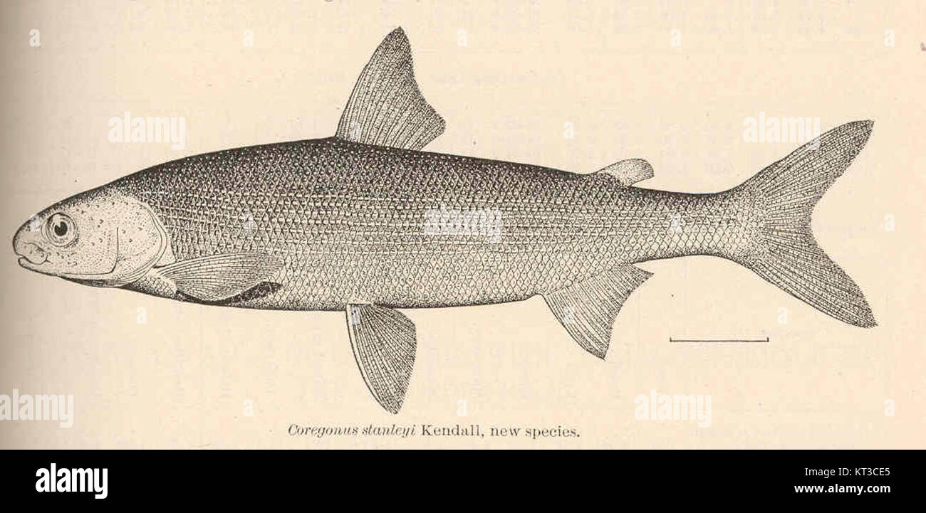 Coregonus species -Fotos und -Bildmaterial in hoher Auflösung – Alamy