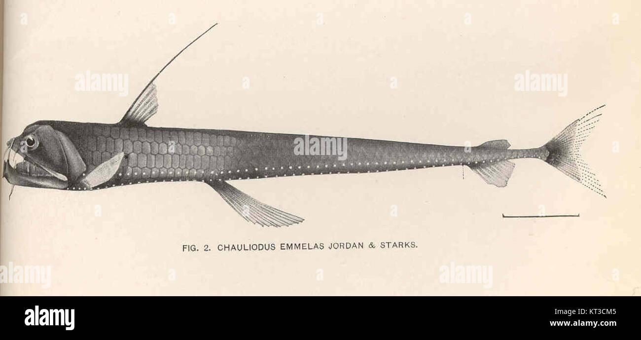 Chauliodus emmelas, beschrieben von Jordan & Starks, ist eine Art von ...