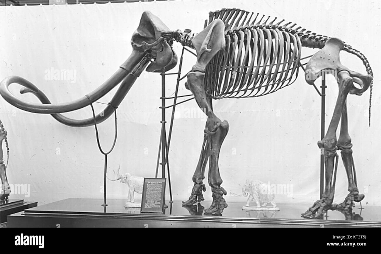 Mammuthus imperator -Fotos und -Bildmaterial in hoher Auflösung – Alamy