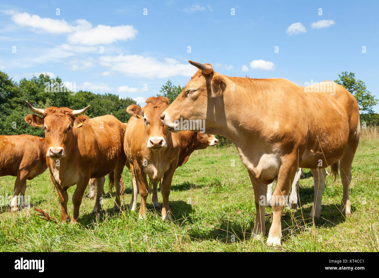 Herd limousin beef cattle in -Fotos und -Bildmaterial in hoher ...