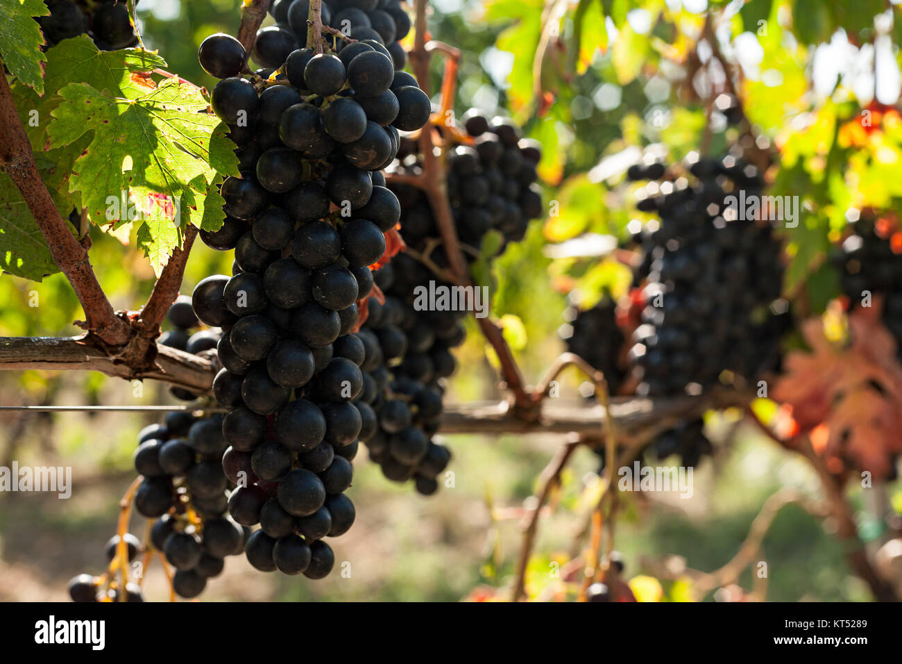 Nahaufnahme der Trauben rote Trauben im Weinberg Stockfotografie - Alamy