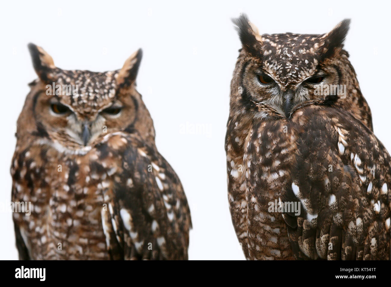 Zwei eule -Fotos und -Bildmaterial in hoher Auflösung – Alamy