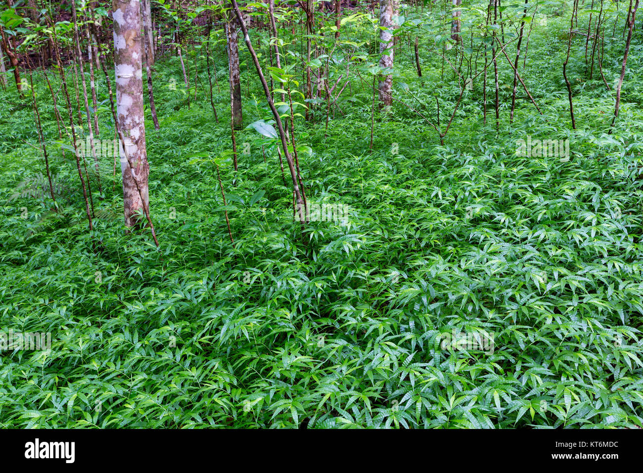 Dichtes tropisches unterholz -Fotos und -Bildmaterial in hoher ...