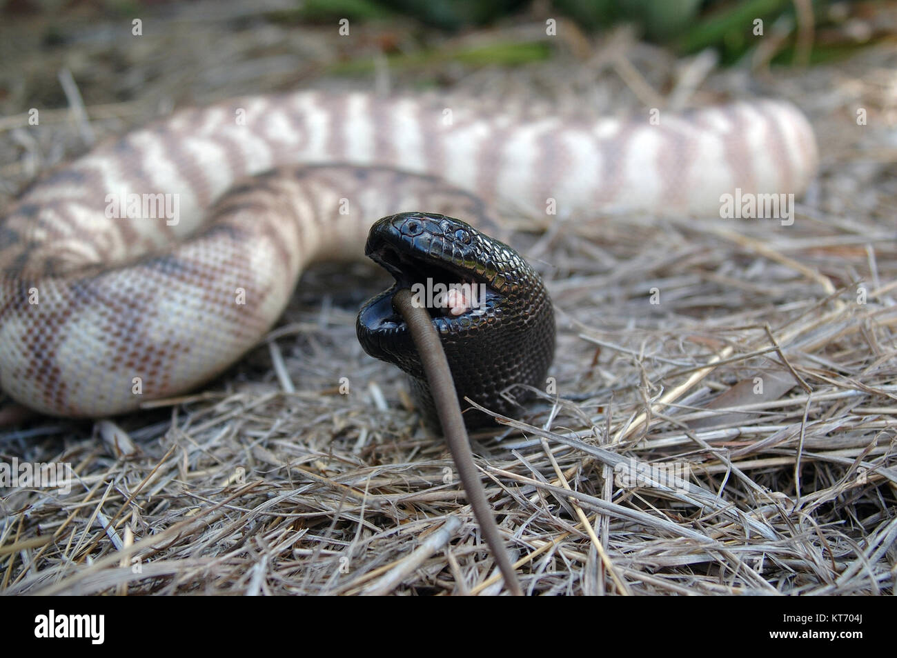 Python swallow rat -Fotos und -Bildmaterial in hoher Auflösung – Alamy