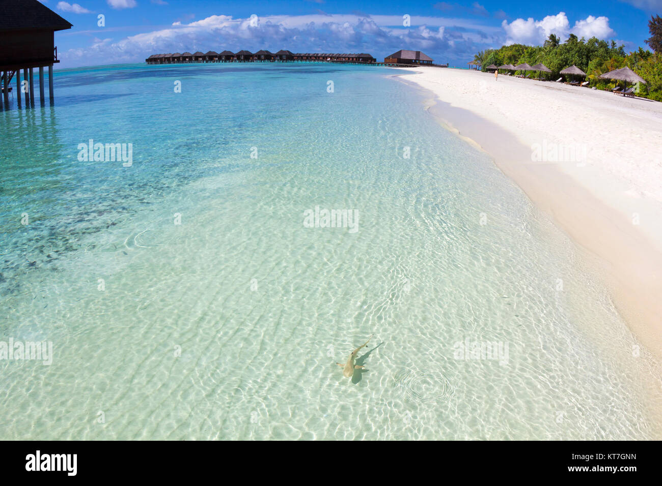 Hai am wunderschönen Strand. Malediven Stockfotografie - Alamy
