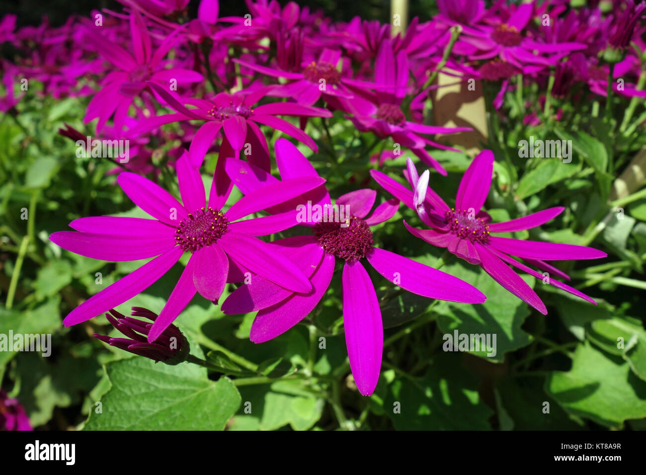 Cineraria pericallis hybrida -Fotos und -Bildmaterial in hoher ...