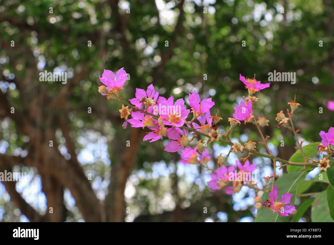 Rosa crape Myrtle Lagerstroemia speciosa oder jarul Blume ...