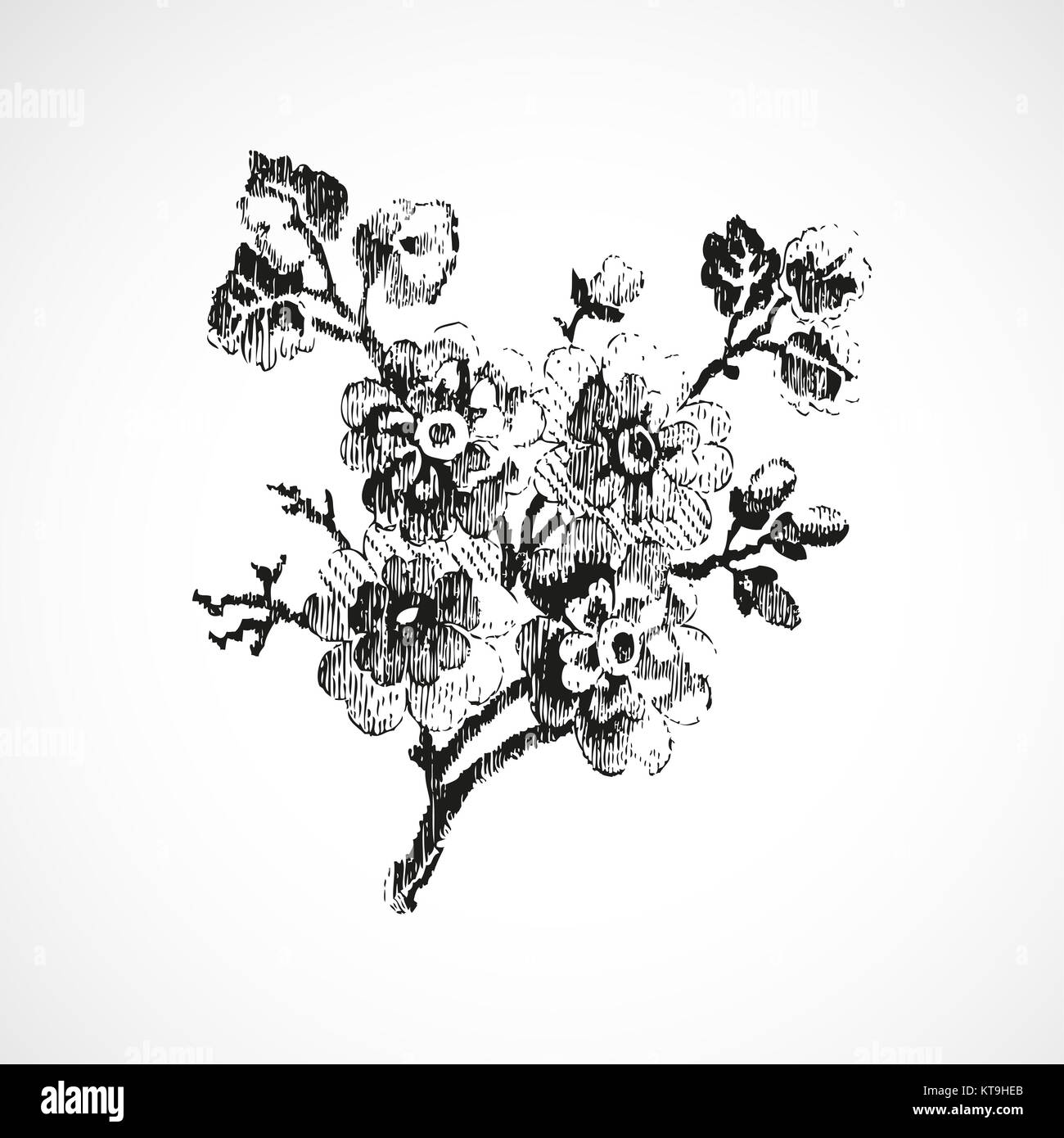 Hand gezeichnet Zweig mit Blüten, isoliert Jahrgang Hintergrund Vektor ...