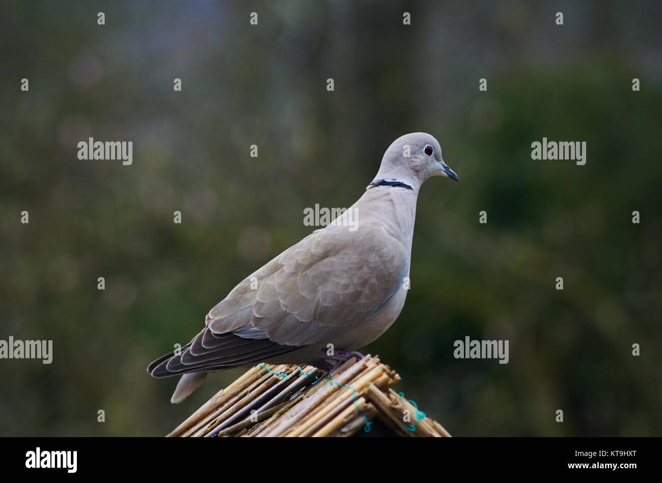German taube -Fotos und -Bildmaterial in hoher Auflösung – Alamy