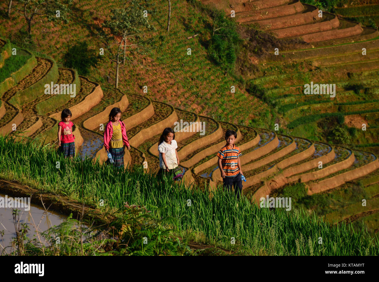 Sapa, Vietnam - 28. Mai 2016. Kinder spielen auf Reis Feld in Sapa ...