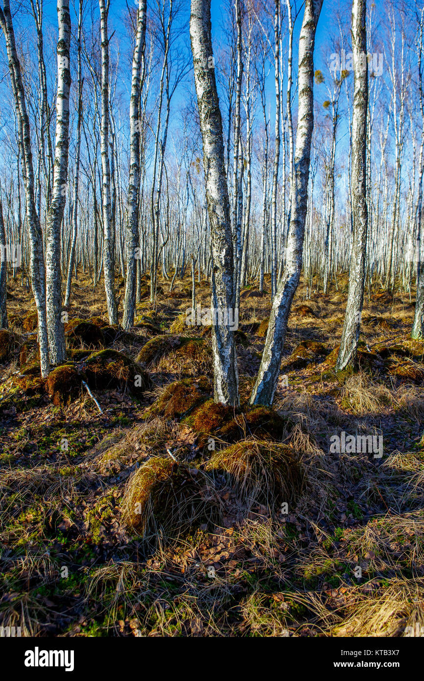 Sumpf flora -Fotos und -Bildmaterial in hoher Auflösung – Alamy