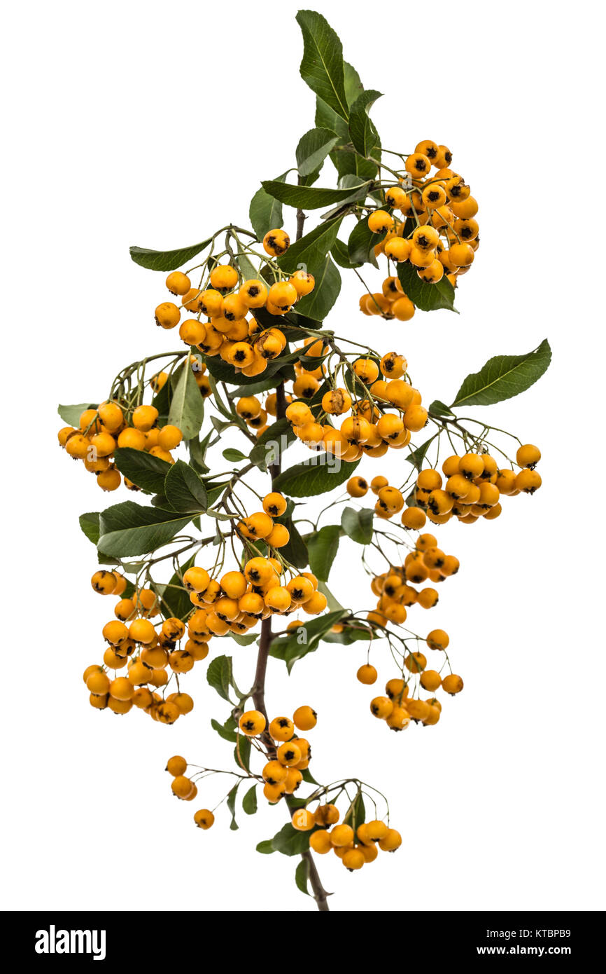 Strauch Gelbe Beeren