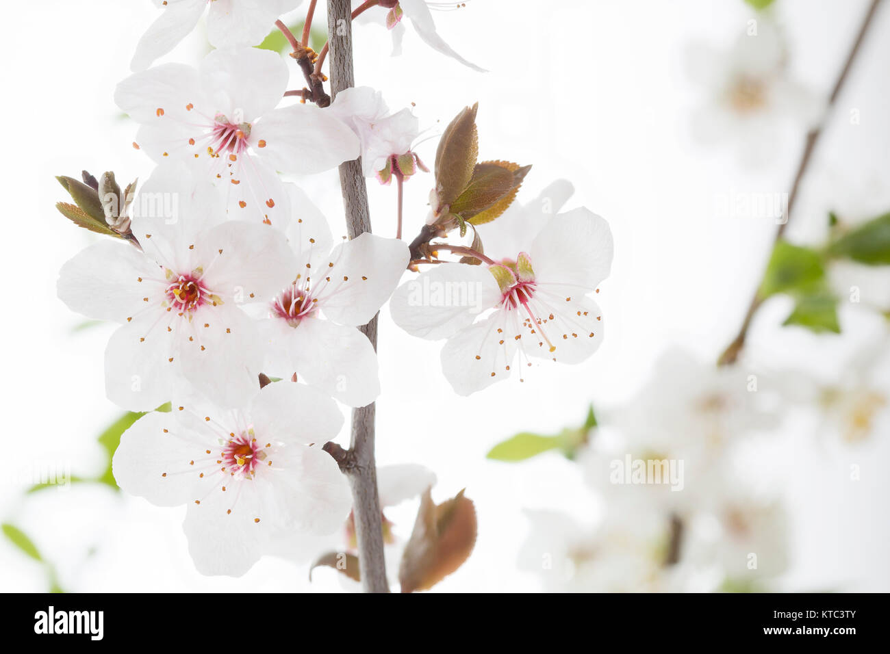 Sky einer Blutpflaume (Prunus cerasifera Nigra Stockfotografie - Alamy