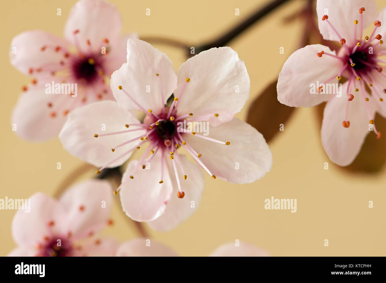 Cerasifera nigra -Fotos und -Bildmaterial in hoher Auflösung – Alamy