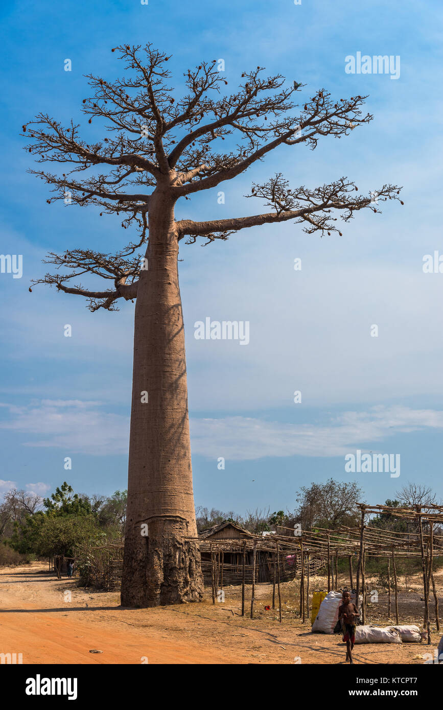Ein riesiger affenbrotbaum (Adansonia grandidieri) an der Allee der ...