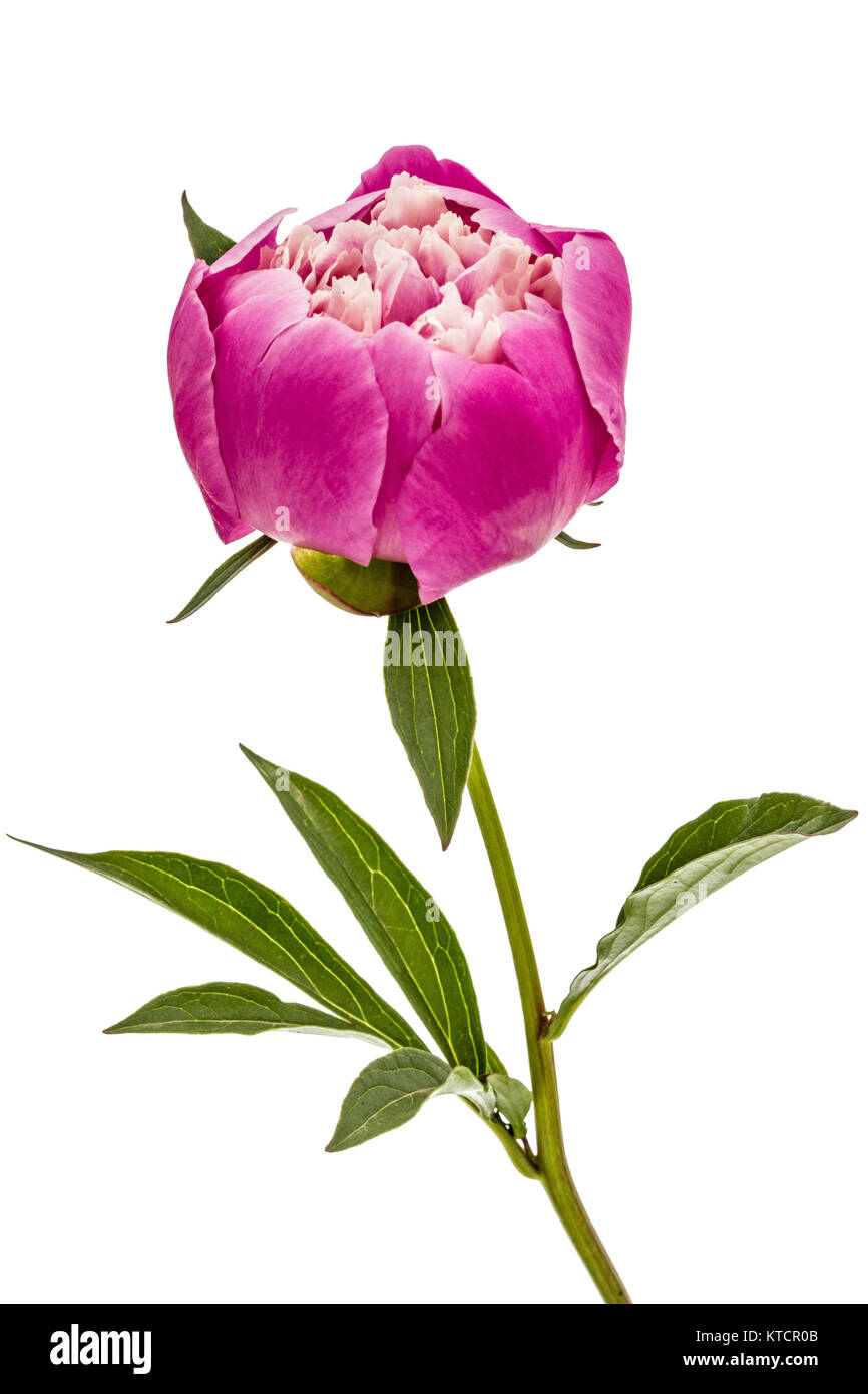 Rose Blume von Pfingstrose, lat. Paeonia, auf weißem Hintergrund ...