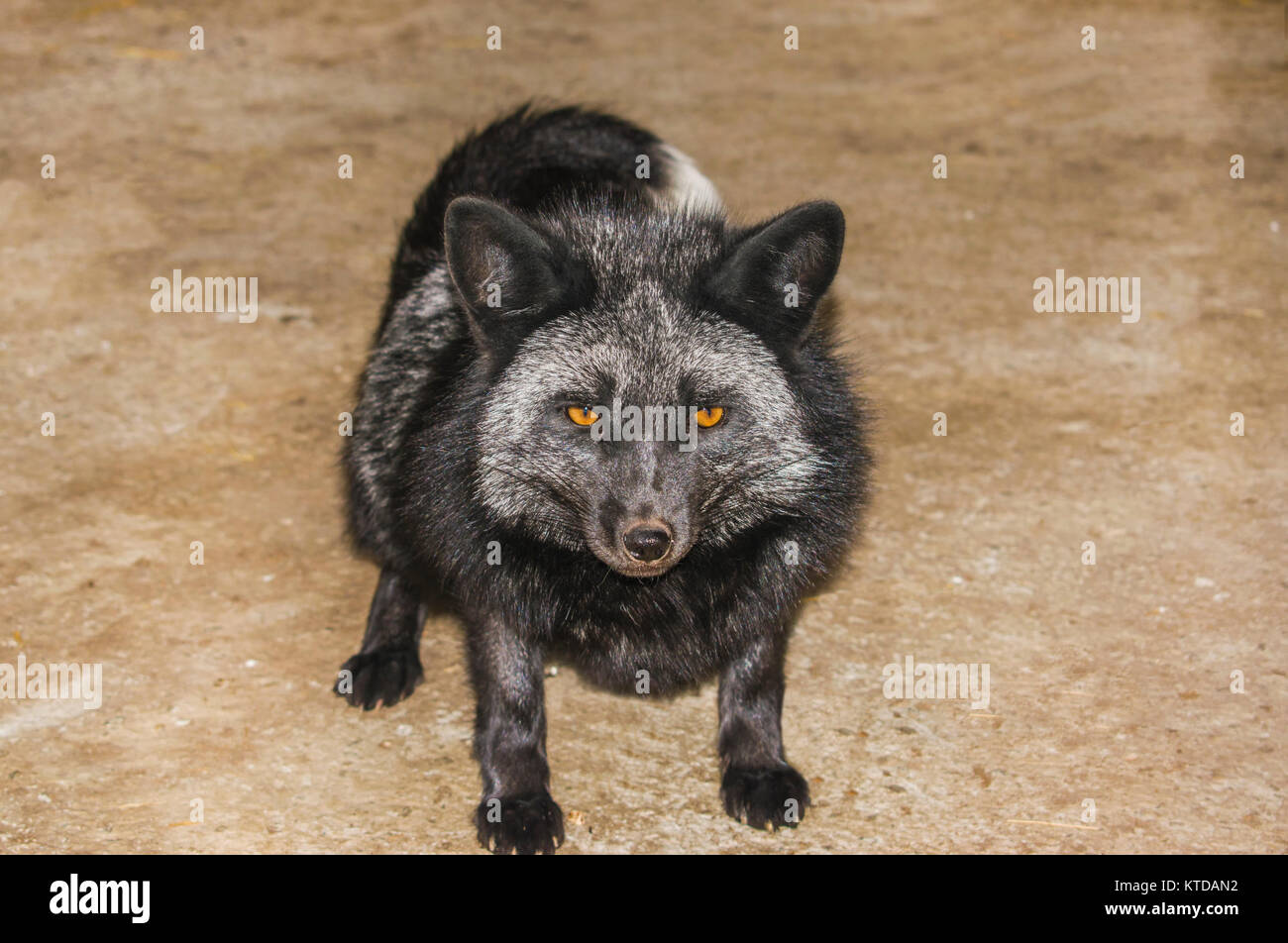 Eine junge schwarze Fuchs ist Blick auf den Boden. Der Fuchs ist listig ...