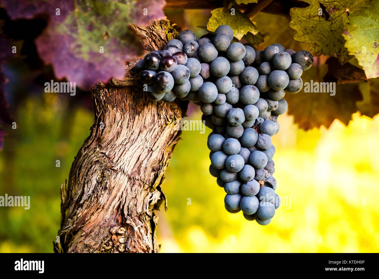 Rote beerenrebe -Fotos und -Bildmaterial in hoher Auflösung – Alamy