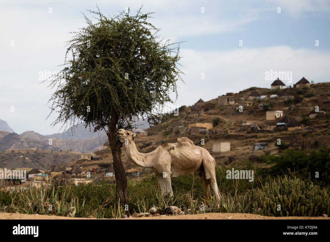 Anseba region -Fotos und -Bildmaterial in hoher Auflösung – Alamy