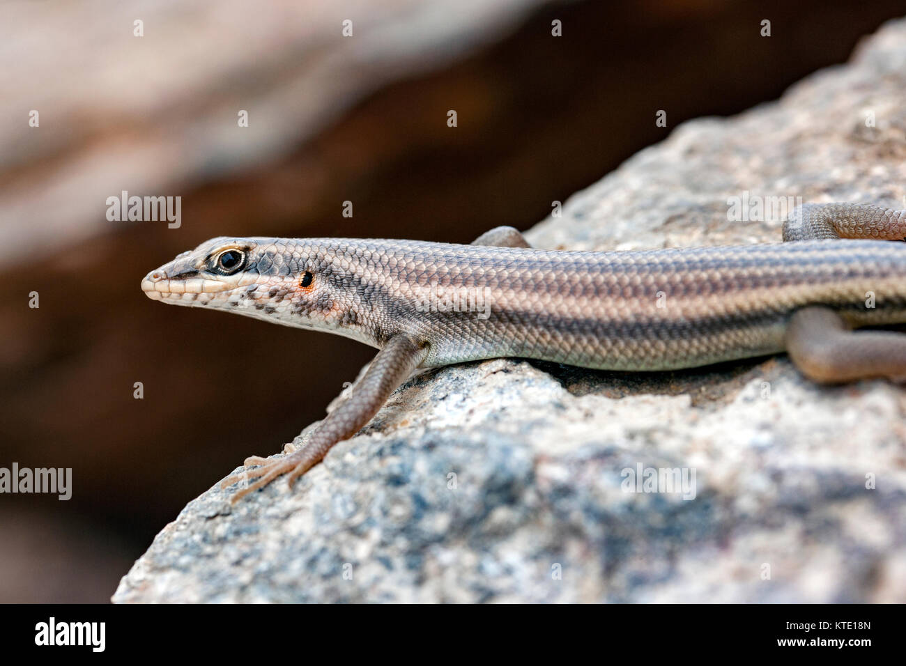 Nahaufnahme der Skink/Eidechse Arten - Huab Conservancy, Damaraland ...