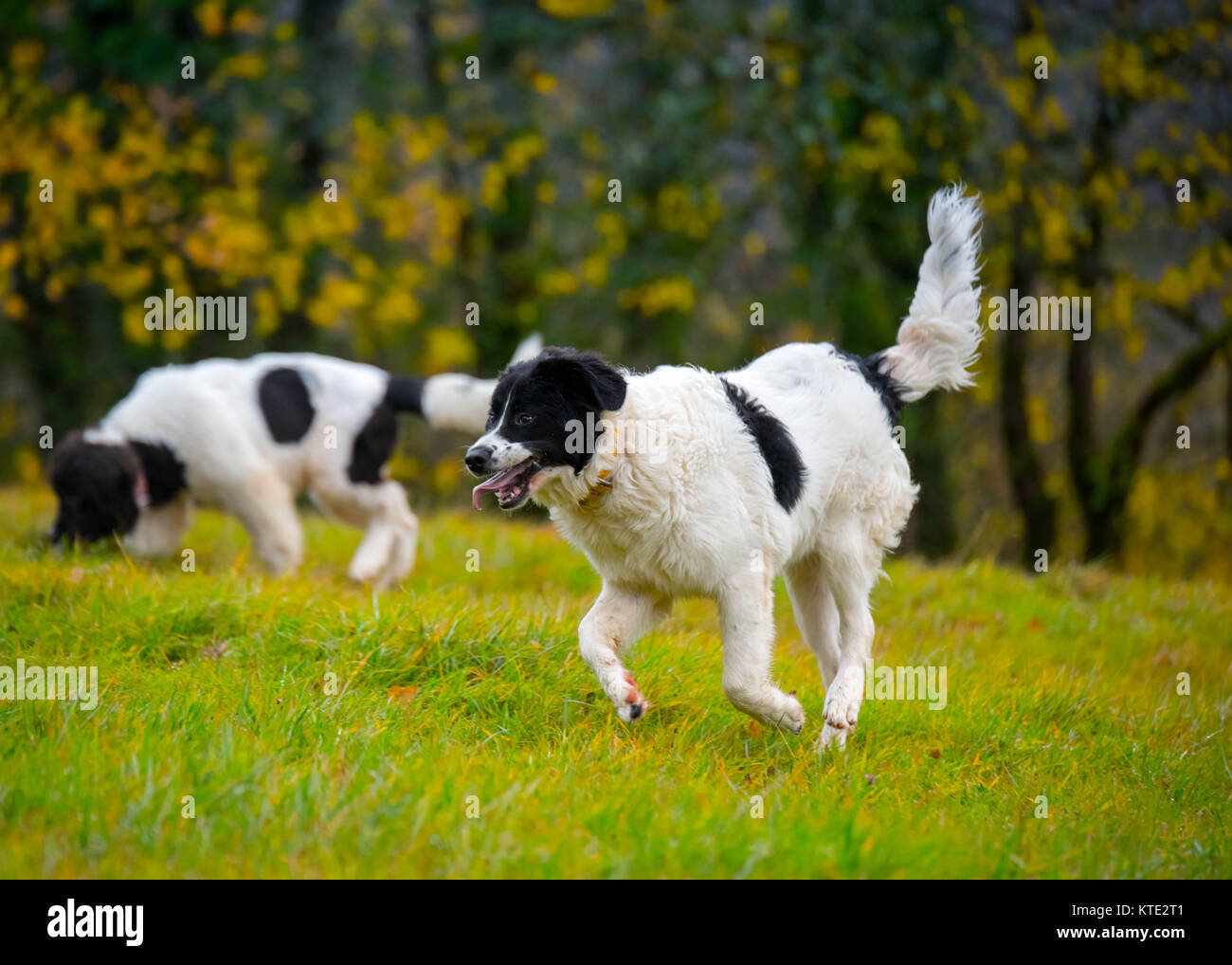 Landseer hund Berner Berg Labrador Stockfotografie - Alamy
