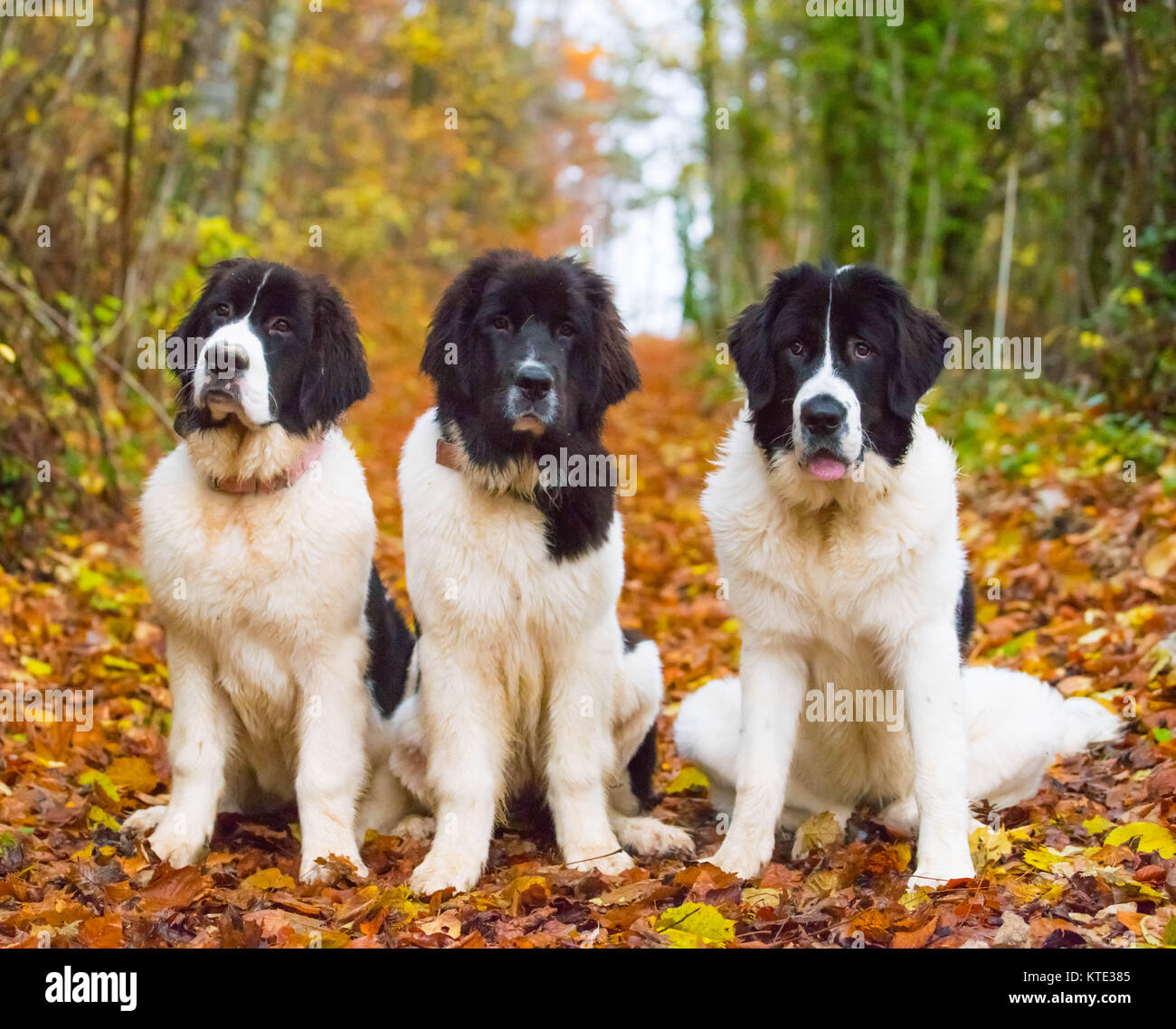 Landseer hund Berner Berg Labrador Stockfotografie - Alamy