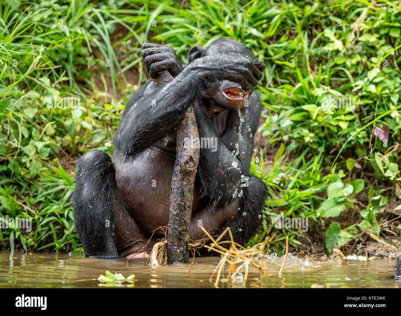 Bonobo chimpanzee -Fotos und -Bildmaterial in hoher Auflösung – Alamy
