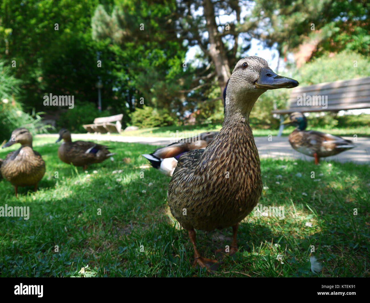 Funny duck -Fotos und -Bildmaterial in hoher Auflösung – Alamy